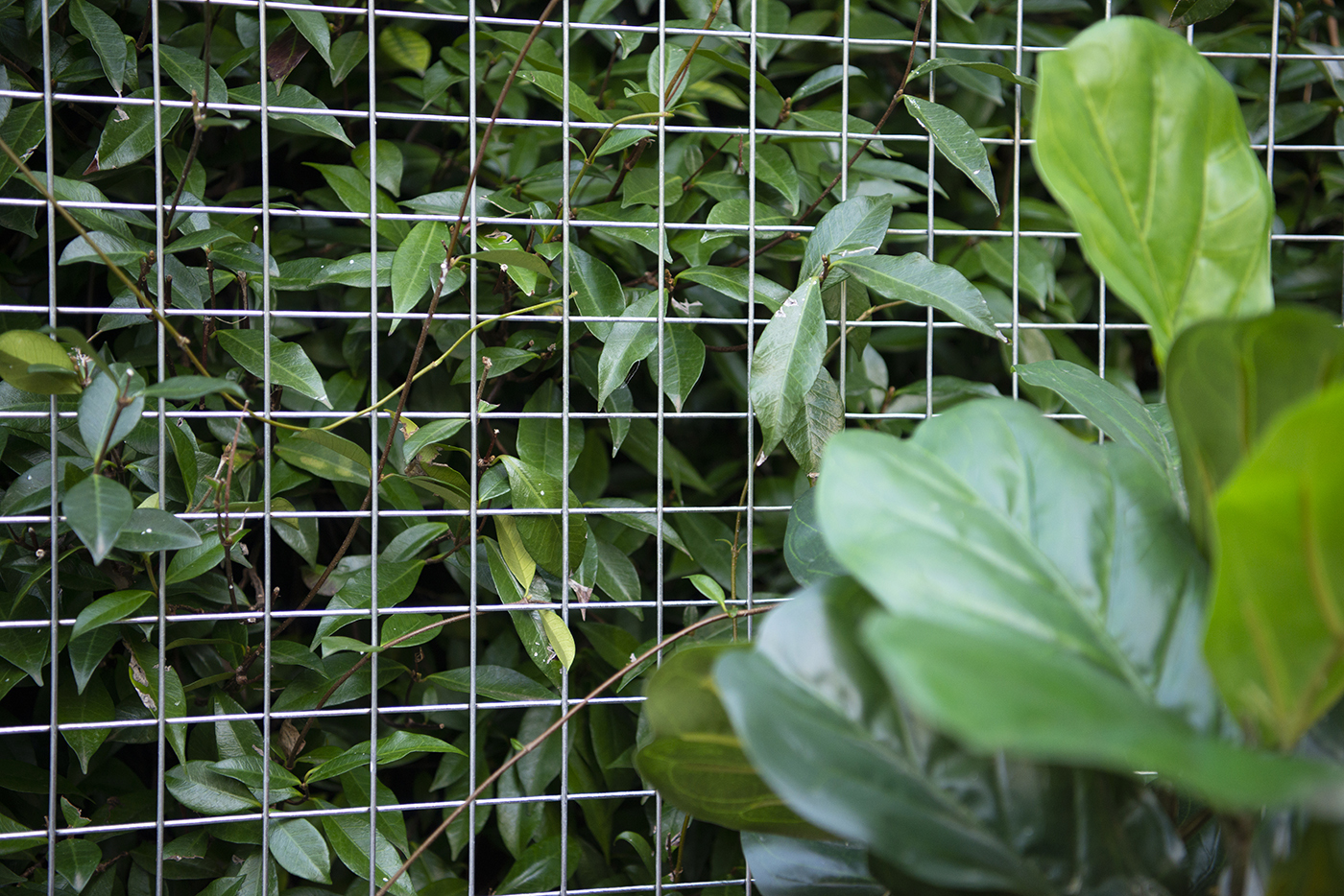 Transform Your Garden Design with RapidMesh Mesh Panels - Rapid ...